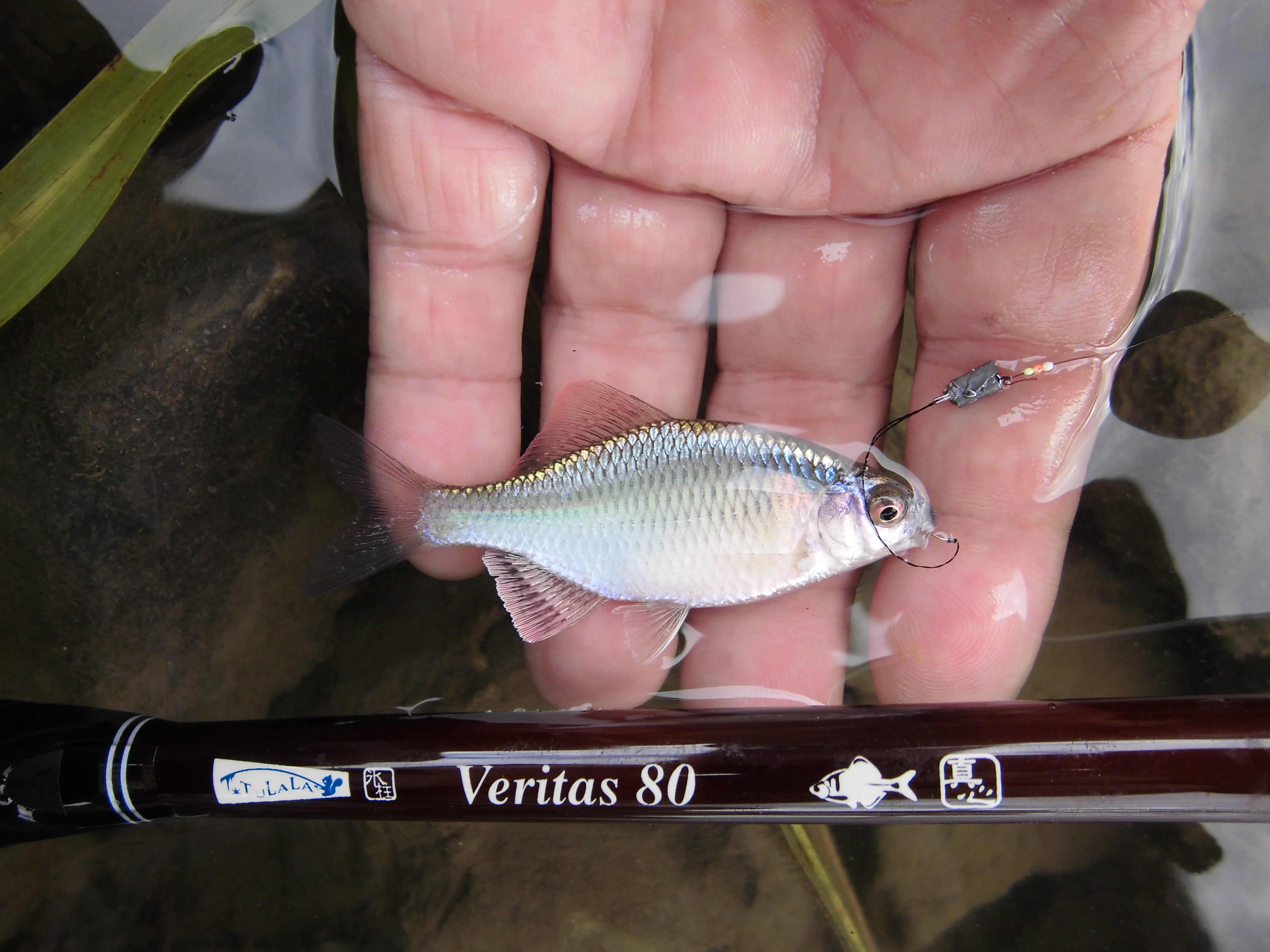Veritas 60/80 – Anglers Central
